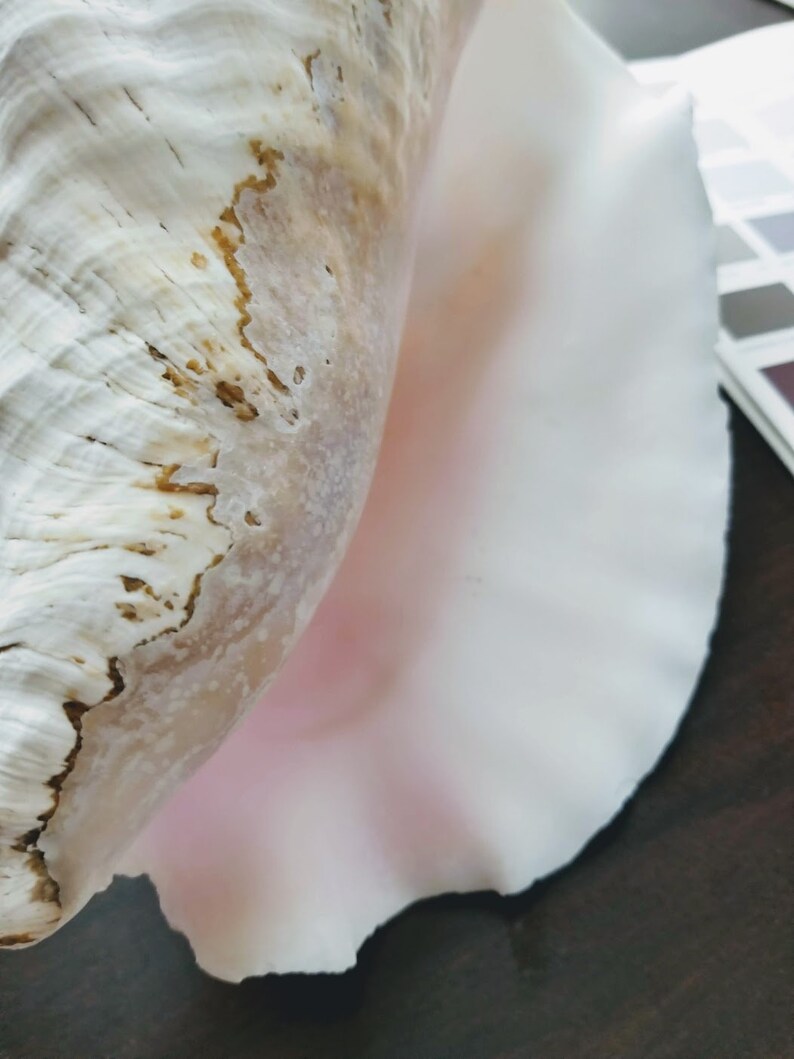 Strombus Gigas Pink Queen Conch Shell Extra Large Size Lip - Etsy