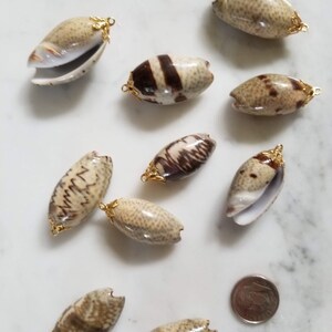 Natural Sea Shell Pendant, Sea Shell Pendant, Sea Shell Charm Supplies ...