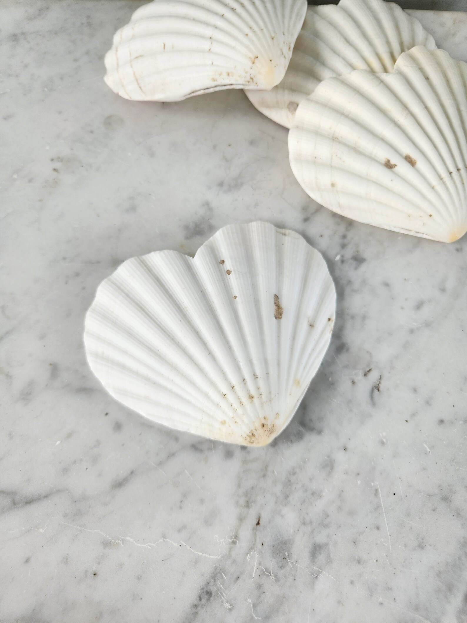 Heart Shaped Irish Baking Shells, Decoupage Scallop, Wedding Decoration ...