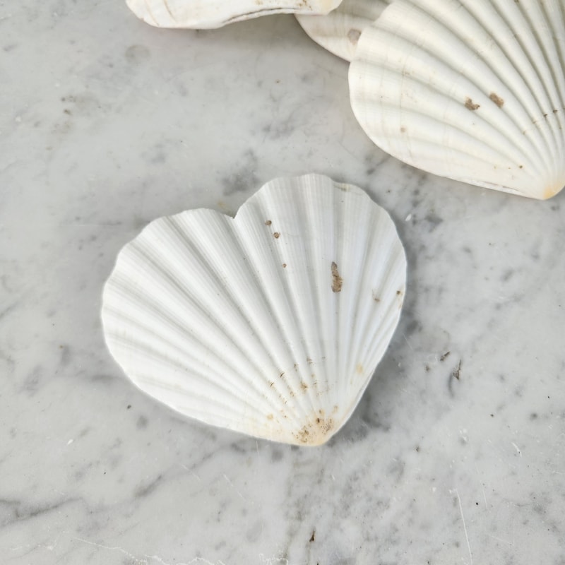 Heart Shaped Shell - Etsy