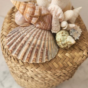 Coastal Grandma Sea Shell Toilet Paper Storage, Sea Shell Table Décor ...
