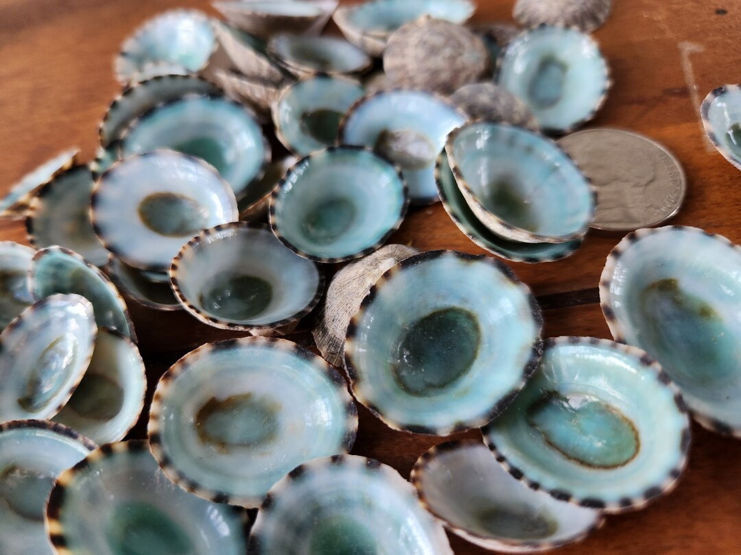 Green Limpet-beach Décor-wedding Décor-sailors Valentine-crafting Shell ...