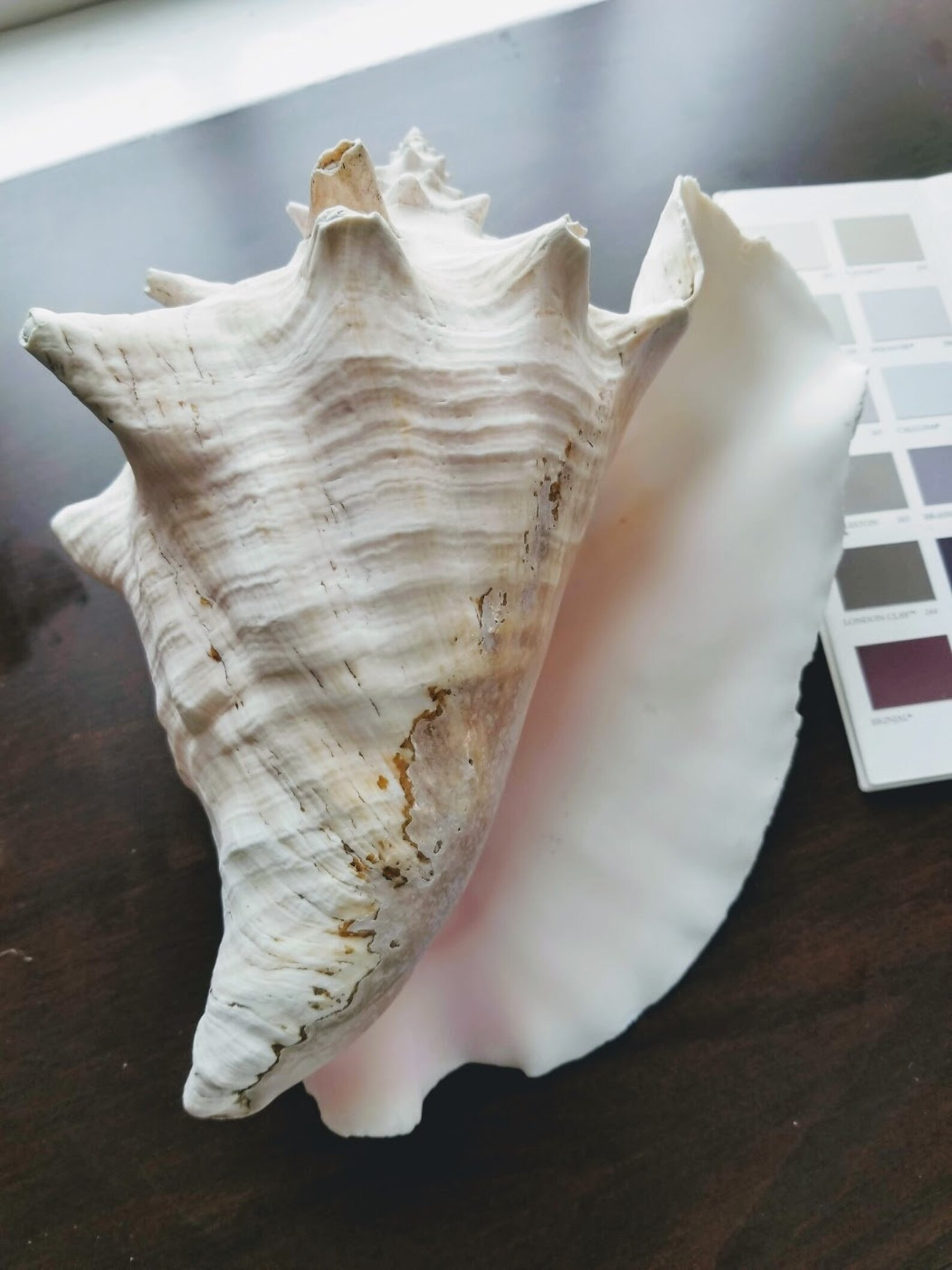 Strombus Gigas Pink Queen Conch Shell Extra Large Size Lip - Etsy