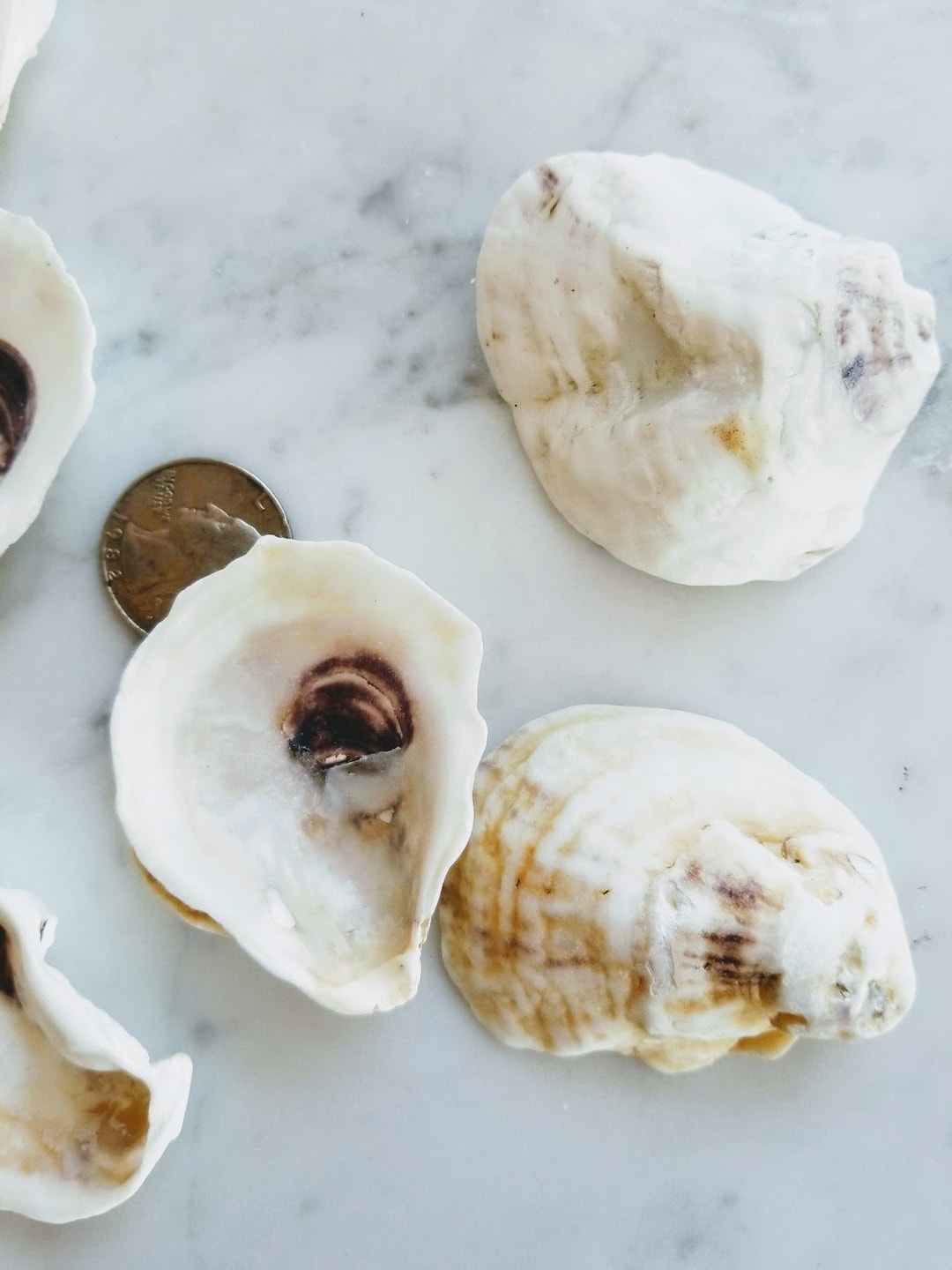 Large Oyster Shells, Size 2.5 to 3