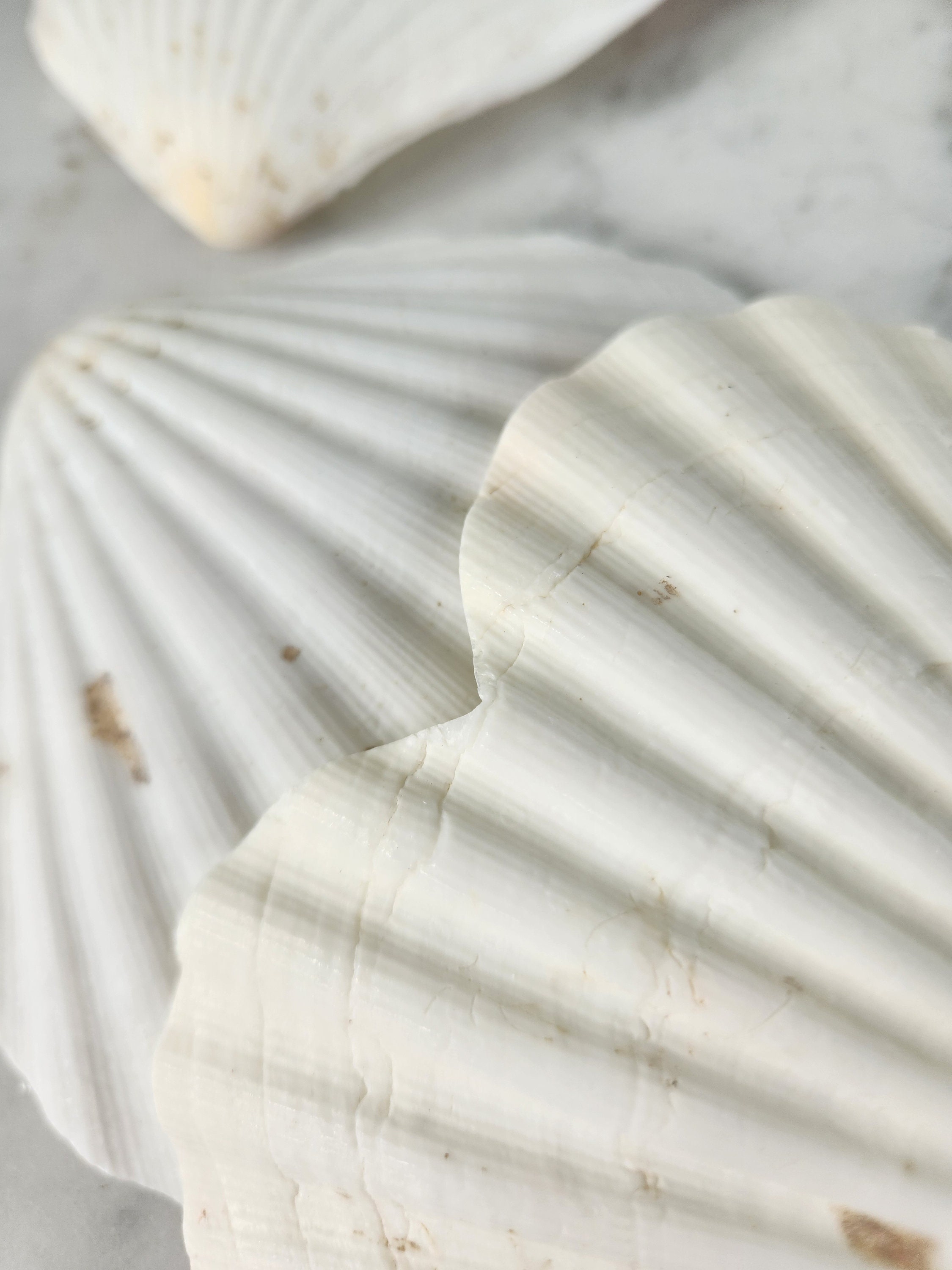 Heart Shaped Irish Baking Shells, Decoupage Scallop, Wedding Decoration ...