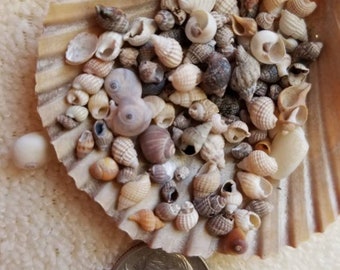 Shell Display Table - Etsy