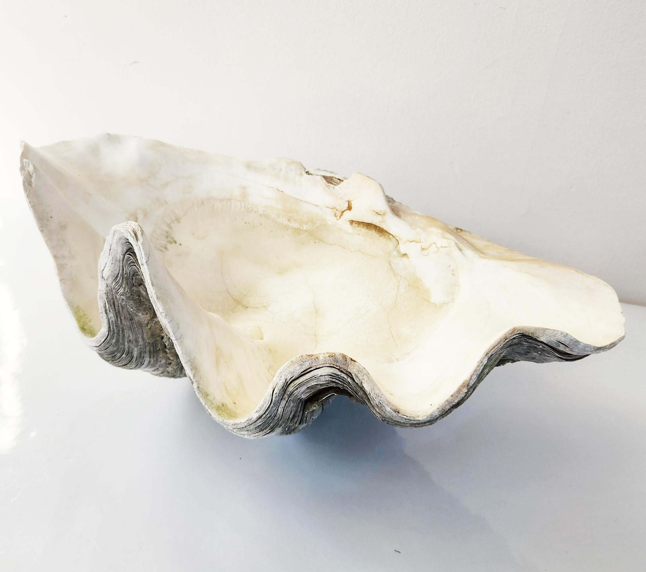 RARE Vintage Giant Tridacna Clam Shell – Natural Coral Reef Specimen ...