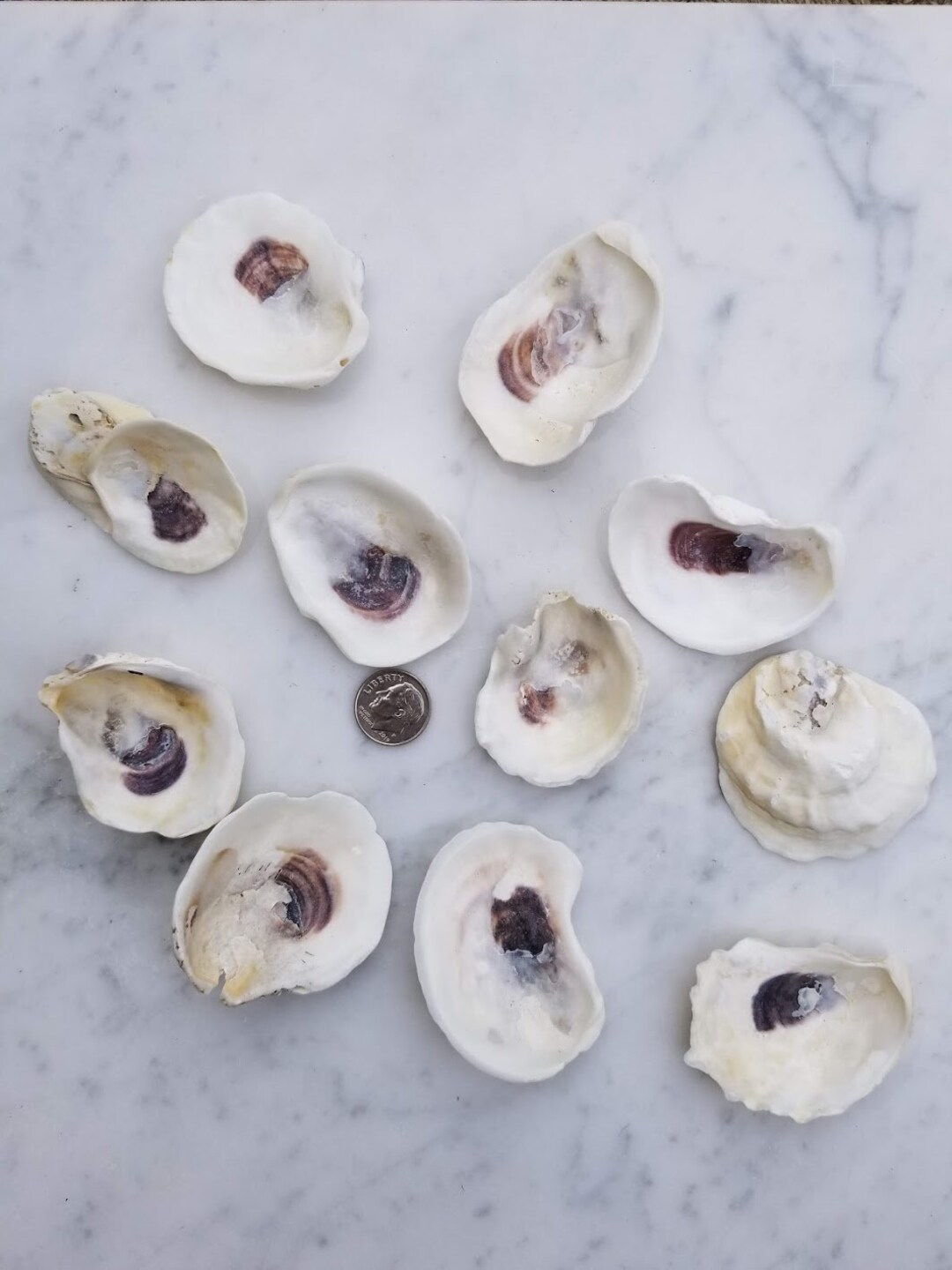 Small Oyster Shells, Size 1 to 2" Set of 40 Oyster Shells From ...