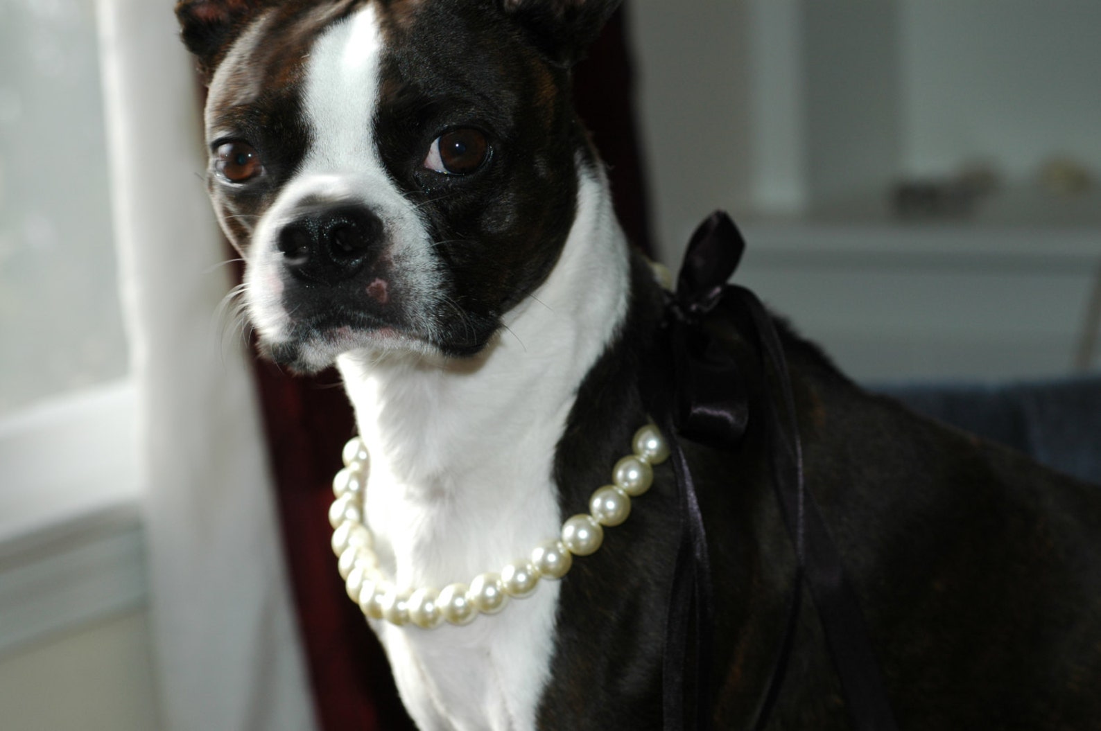 Dog Flower Girl Creme Pearl Necklace W Ribbon Tie - Etsy
