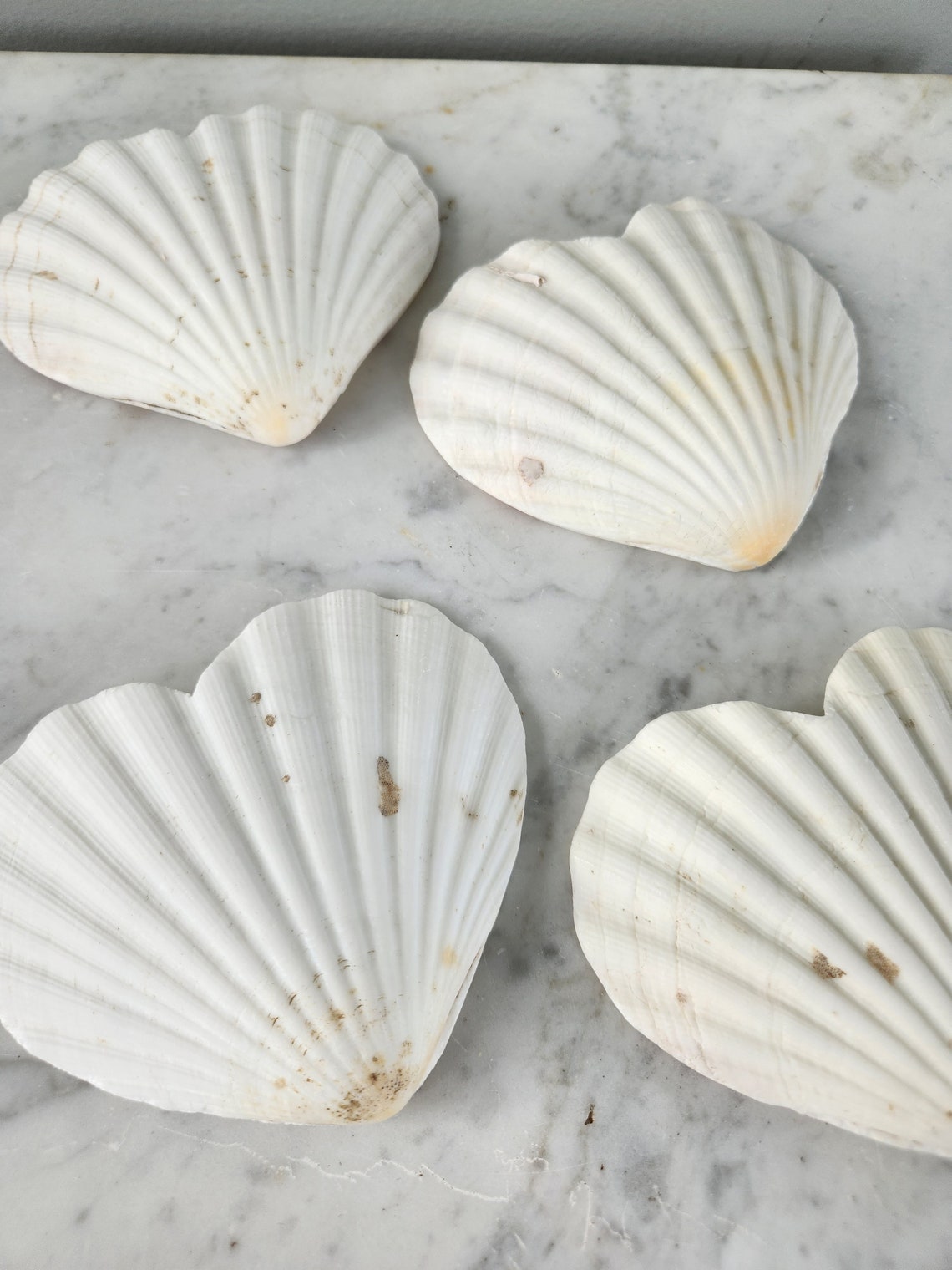 Heart Shaped Irish Baking Shells, Decoupage Scallop, Wedding Decoration ...