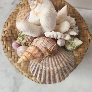 Coastal Grandma Sea Shell Toilet Paper Storage, Sea Shell Table Décor ...