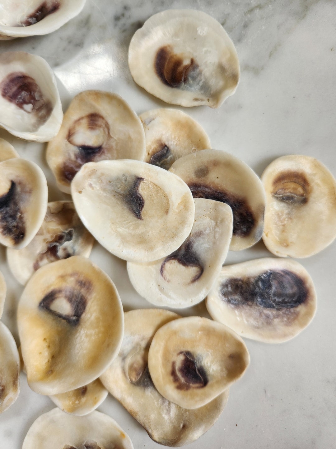 Small FLATS Oyster Shells, Size 1.25 to 2 Set of 40, Flat Oyster Shells ...