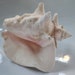 Strombus Gigas Pink Queen Conch Shell Medium Size Lip Ruffle Ocean ...