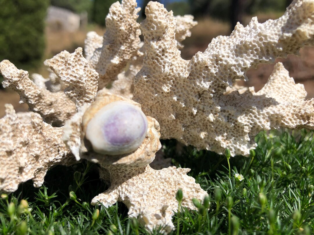 Vintage Coral Branch With Cowrie Shell Embedded. - Etsy