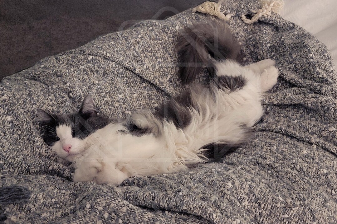 Draw Me Like One of Your French Girls - Etsy