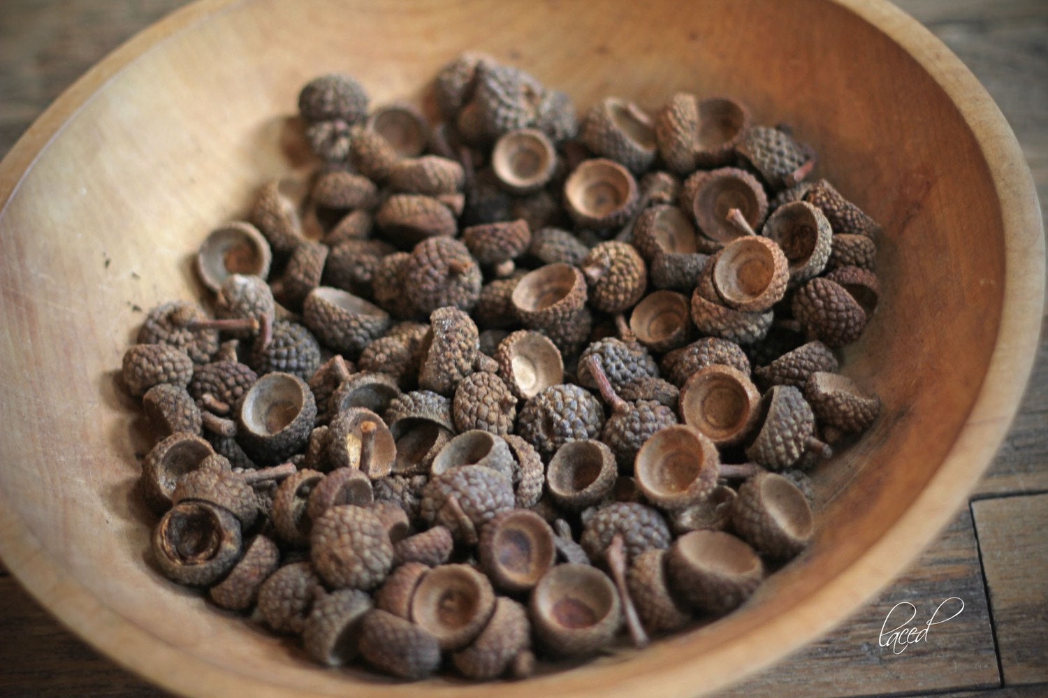 Lot of 25 Natural Acorn Caps | Etsy