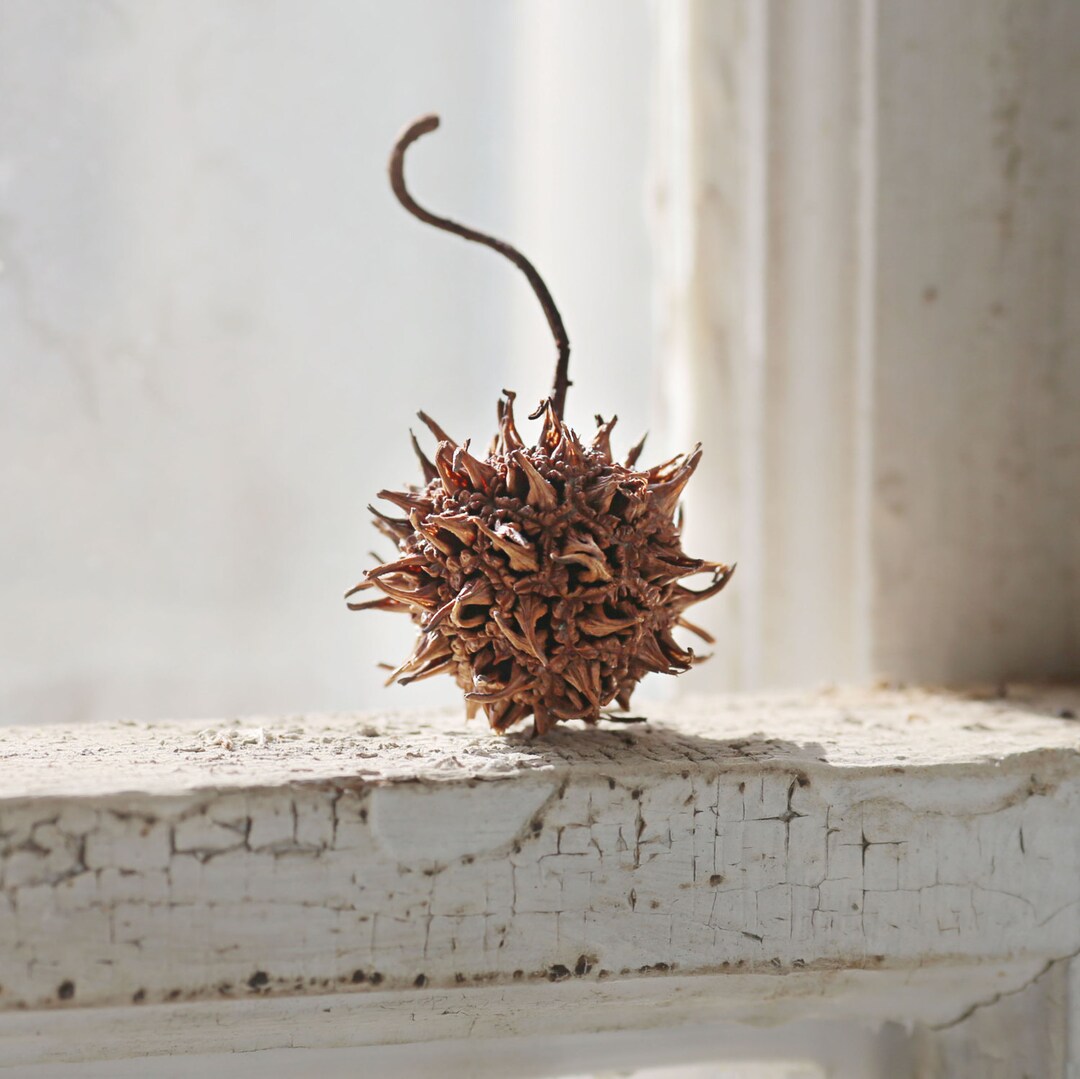 Sweet Gum Tree Seed Pods- Set of 12 | Organic Wedding Decor, Christmas ...