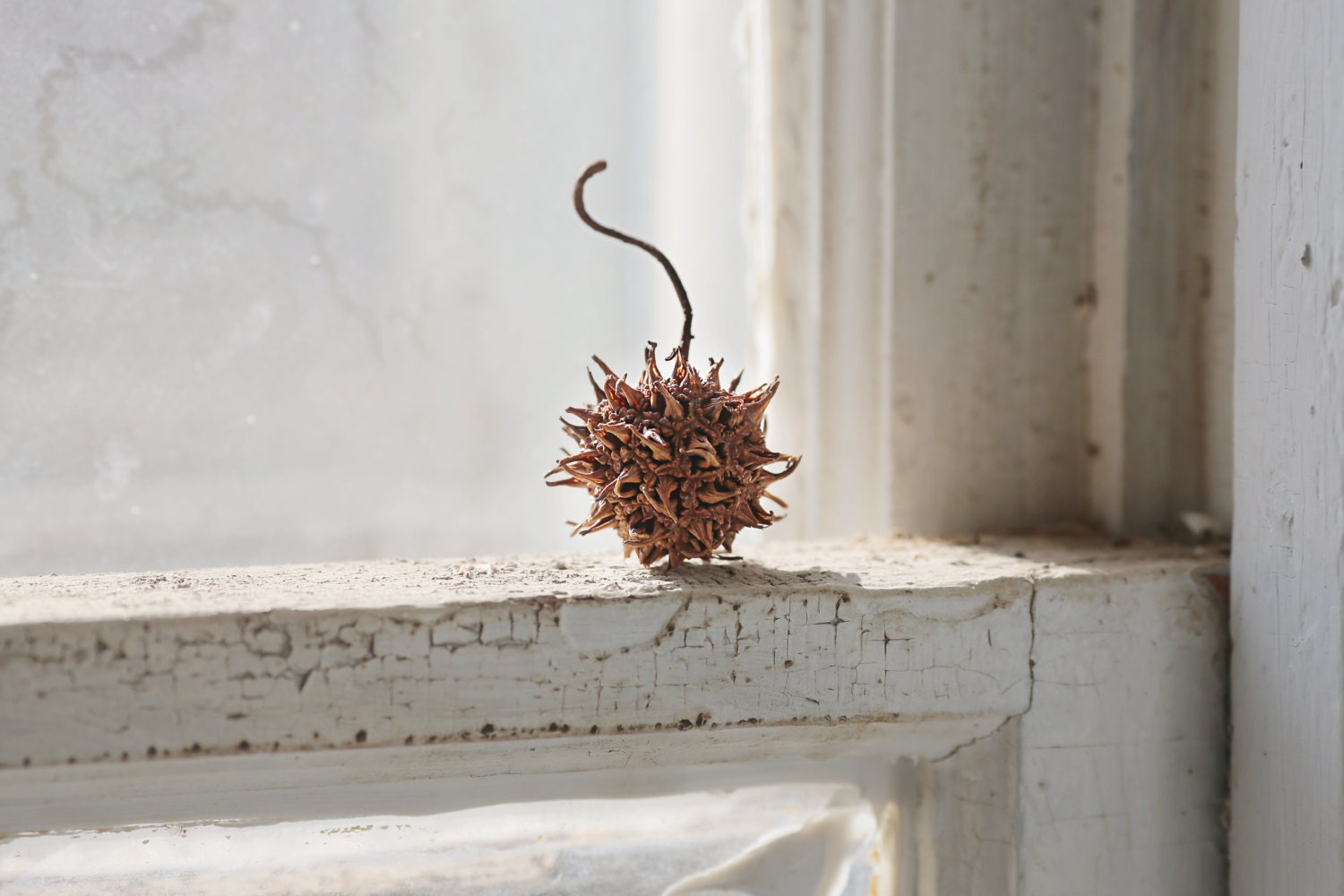 Sweet Gum Tree Seed Pods Set of 12 Organic Wedding Decor - Etsy