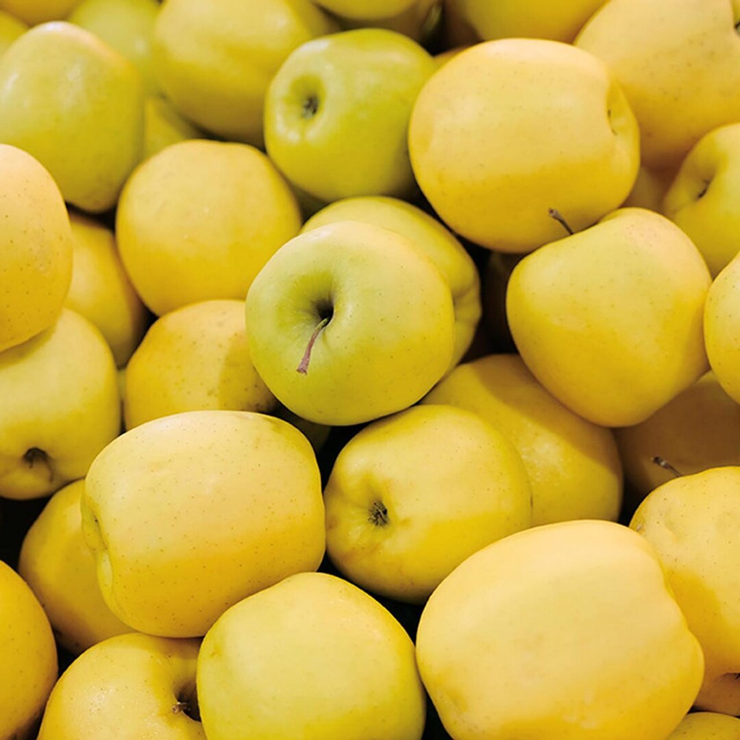 Gala Apple Tree Turning Into Colorful Birds | Whimsical Video ...