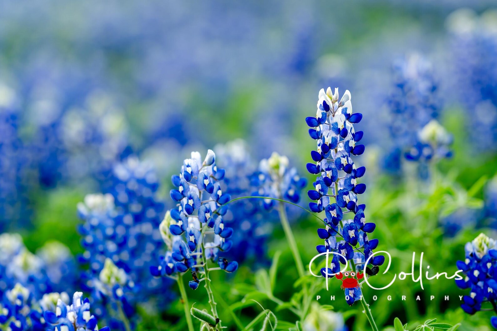 Serene Texas Bluebonnet Close-up, Texas Bluebonnets, Lupines, Landscape ...