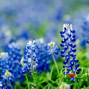 Serene Texas Bluebonnet Close-up, Texas Bluebonnets, Lupines, Landscape ...