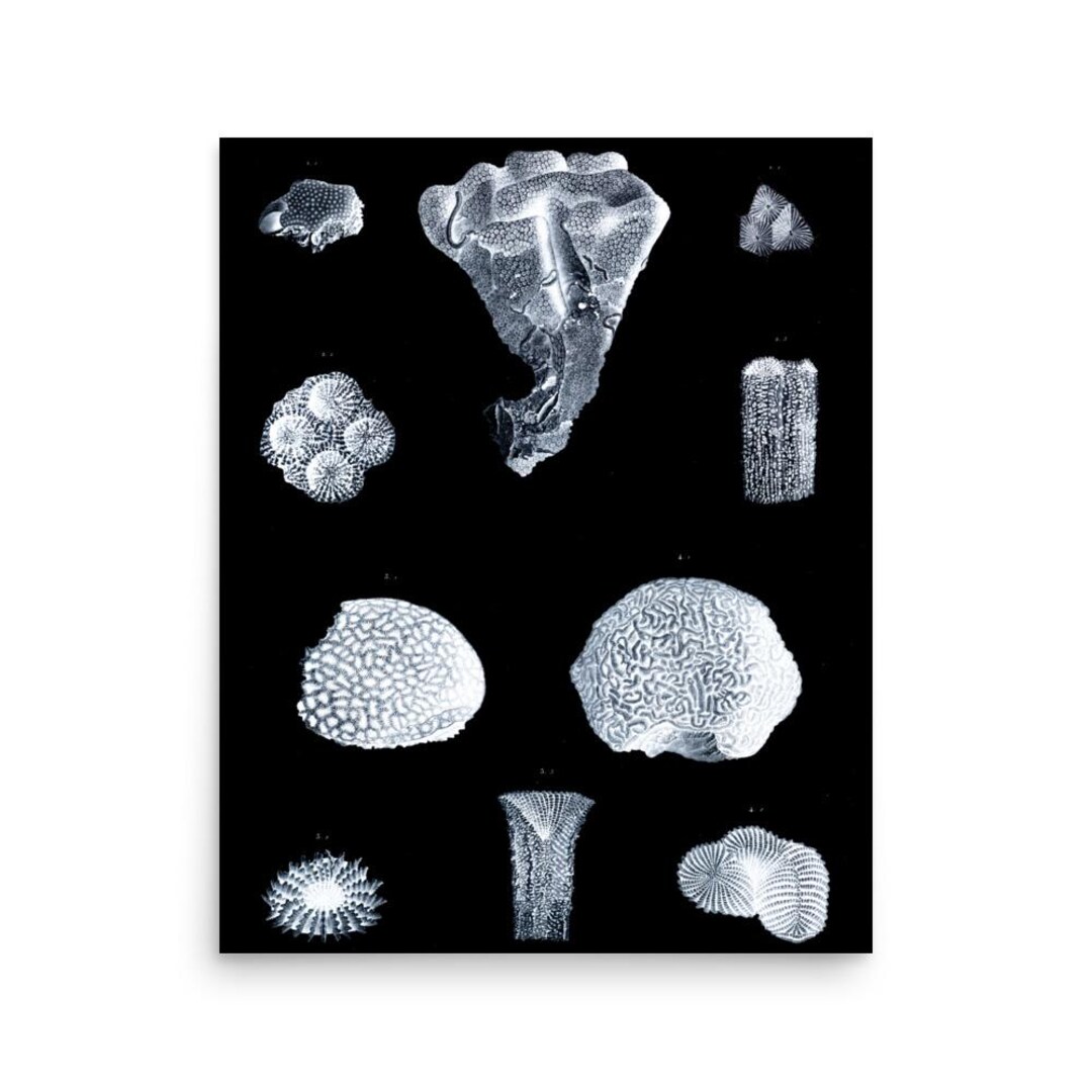 Antique Underwater Opaque Paper Poster, Octopus Sea Creatures Biology ...