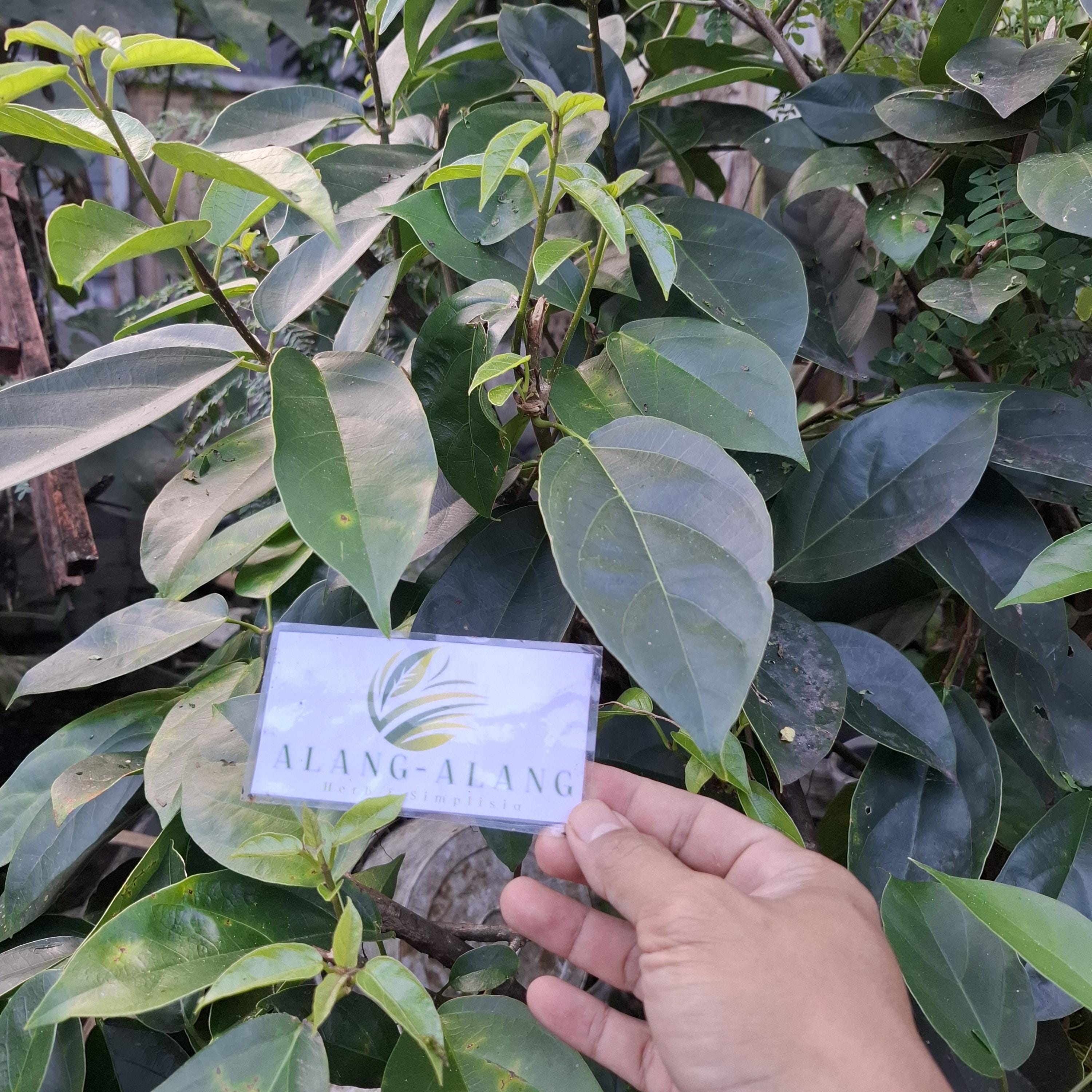 Daun Cincau Perdu (premna Trichistoma) Jukut Jelly Dried Leaves - Etsy