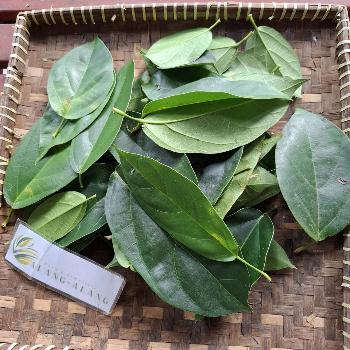 Daun Cincau Perdu (premna Trichistoma) Jukut Jelly Dried Leaves - Etsy