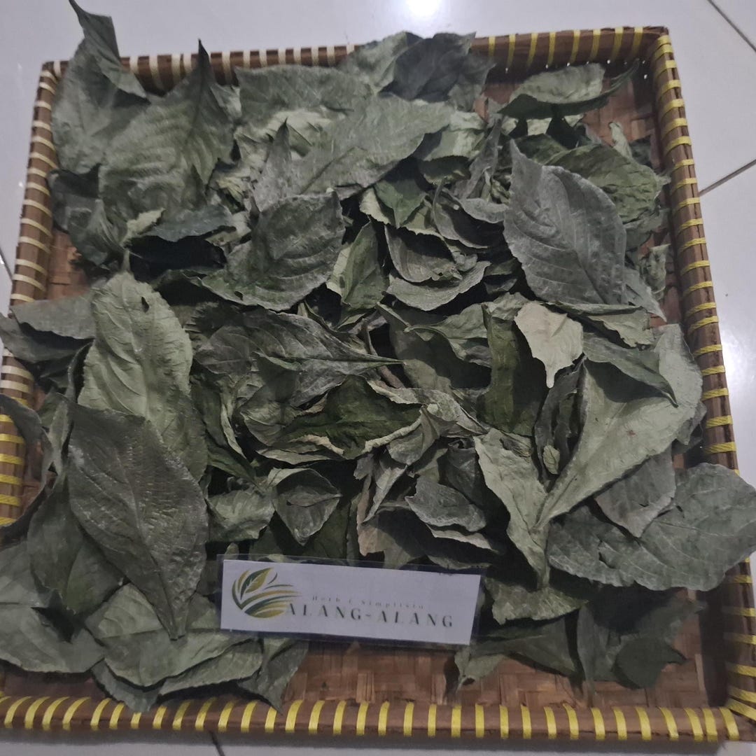 Daun Keji Beling (strobilanthes Crispa) Dried Leaves - Etsy