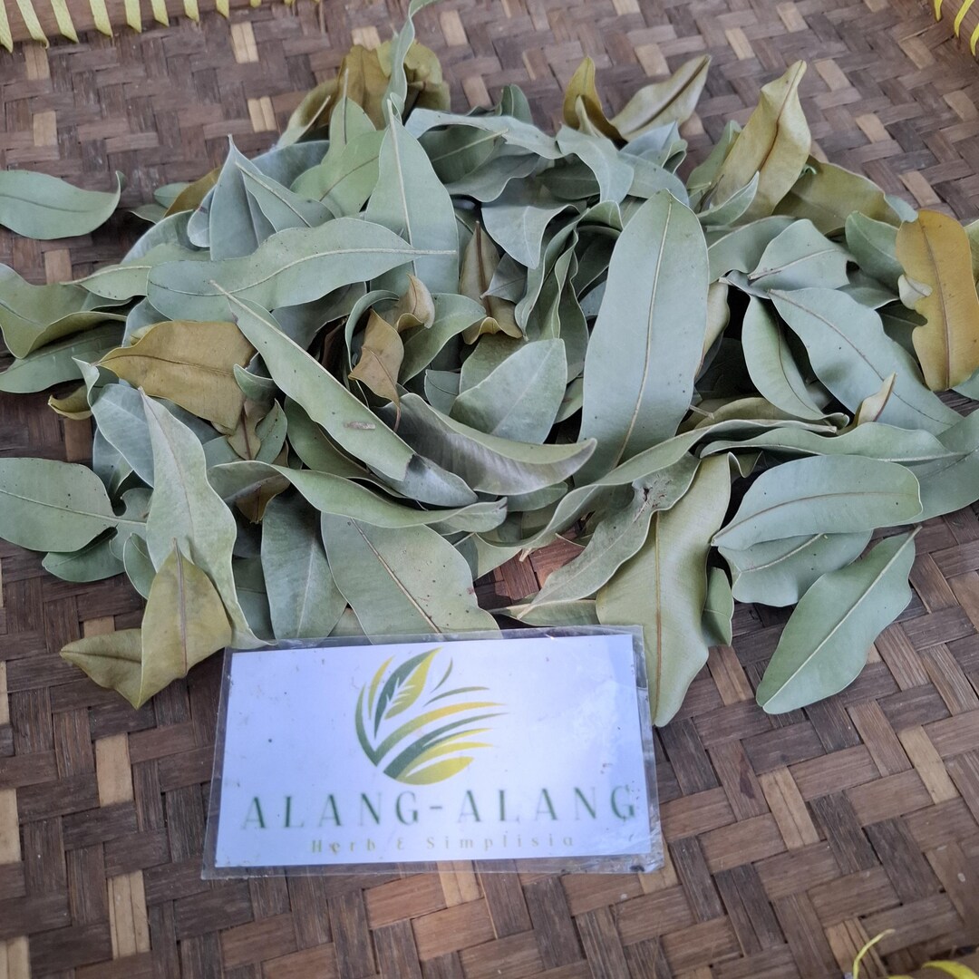 Daun Sawo (manilkara Zapota) Sapodilla Dried Leaves - Etsy