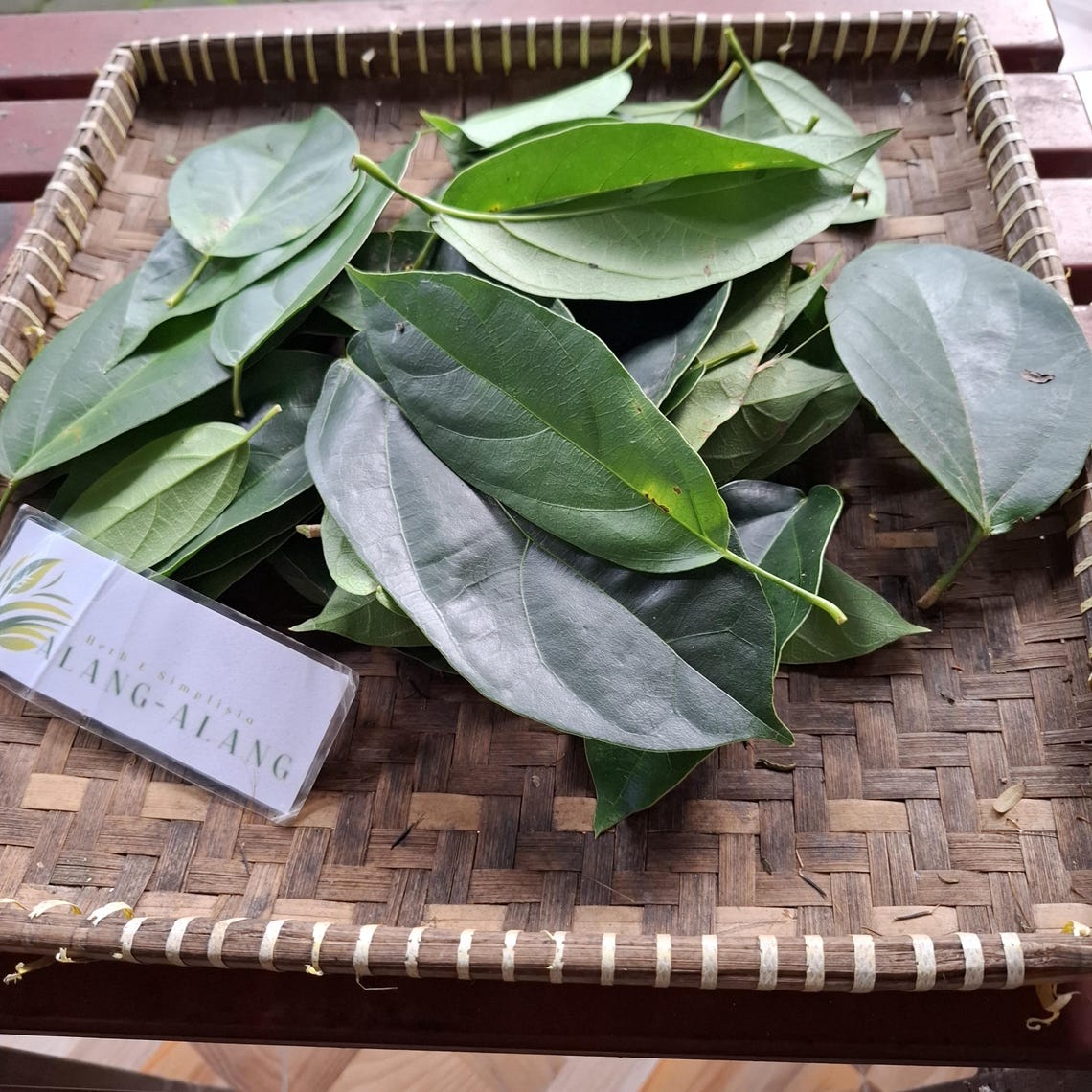 Daun Cincau Perdu (premna Trichistoma) Jukut Jelly Dried Leaves - Etsy