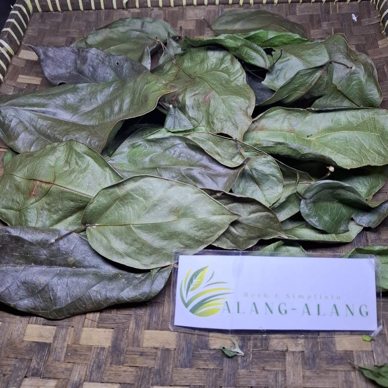 Daun Cincau Perdu (premna Trichistoma) Jukut Jelly Dried Leaves - Etsy