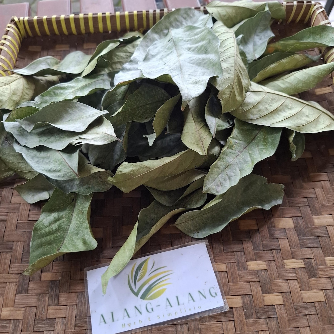 Daun Langsep (lansium Parasiticum) Yellow Mahogany Dried Leaves - Etsy