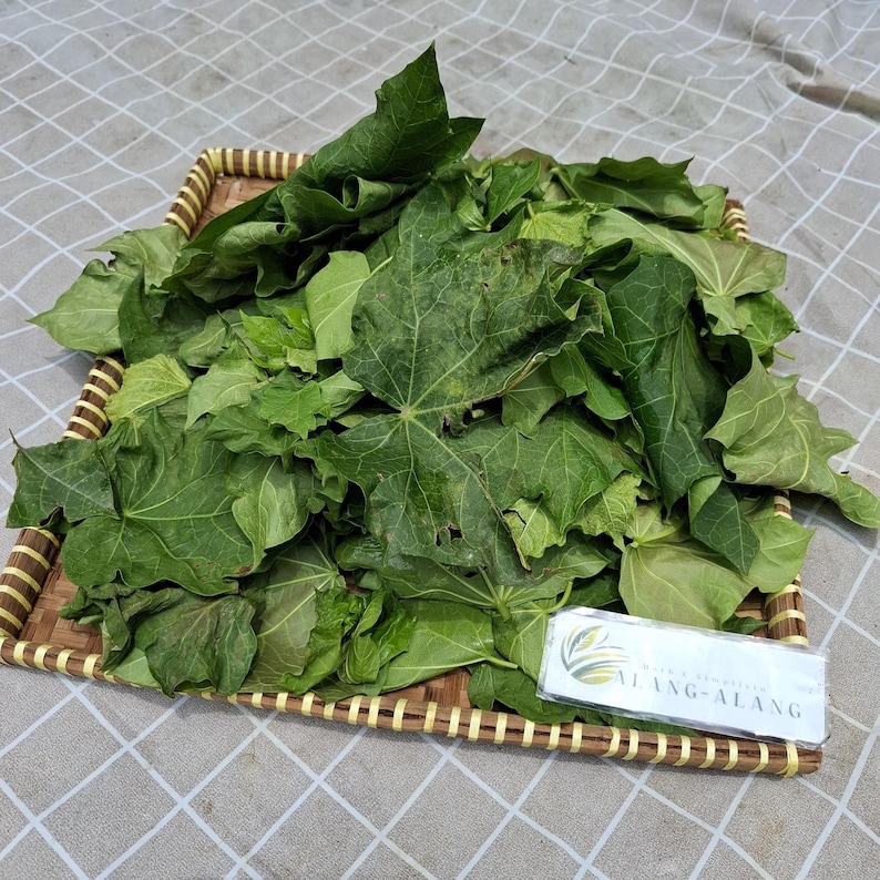 Daun Jarak Pagar (jatropha Curcas) Dried Leaves - Etsy