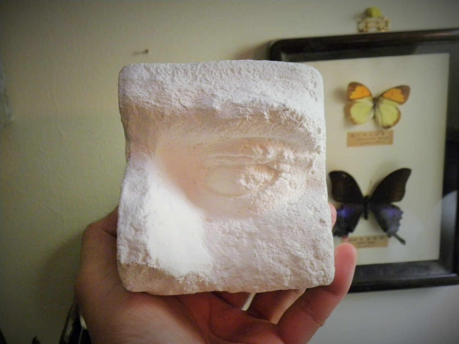 Anatomy Plaster Cast / Human Eye Artist Anatomy Cast / Art | Etsy