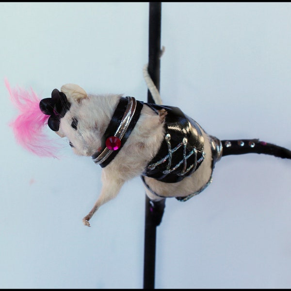 Stripper Taxidermy - Etsy