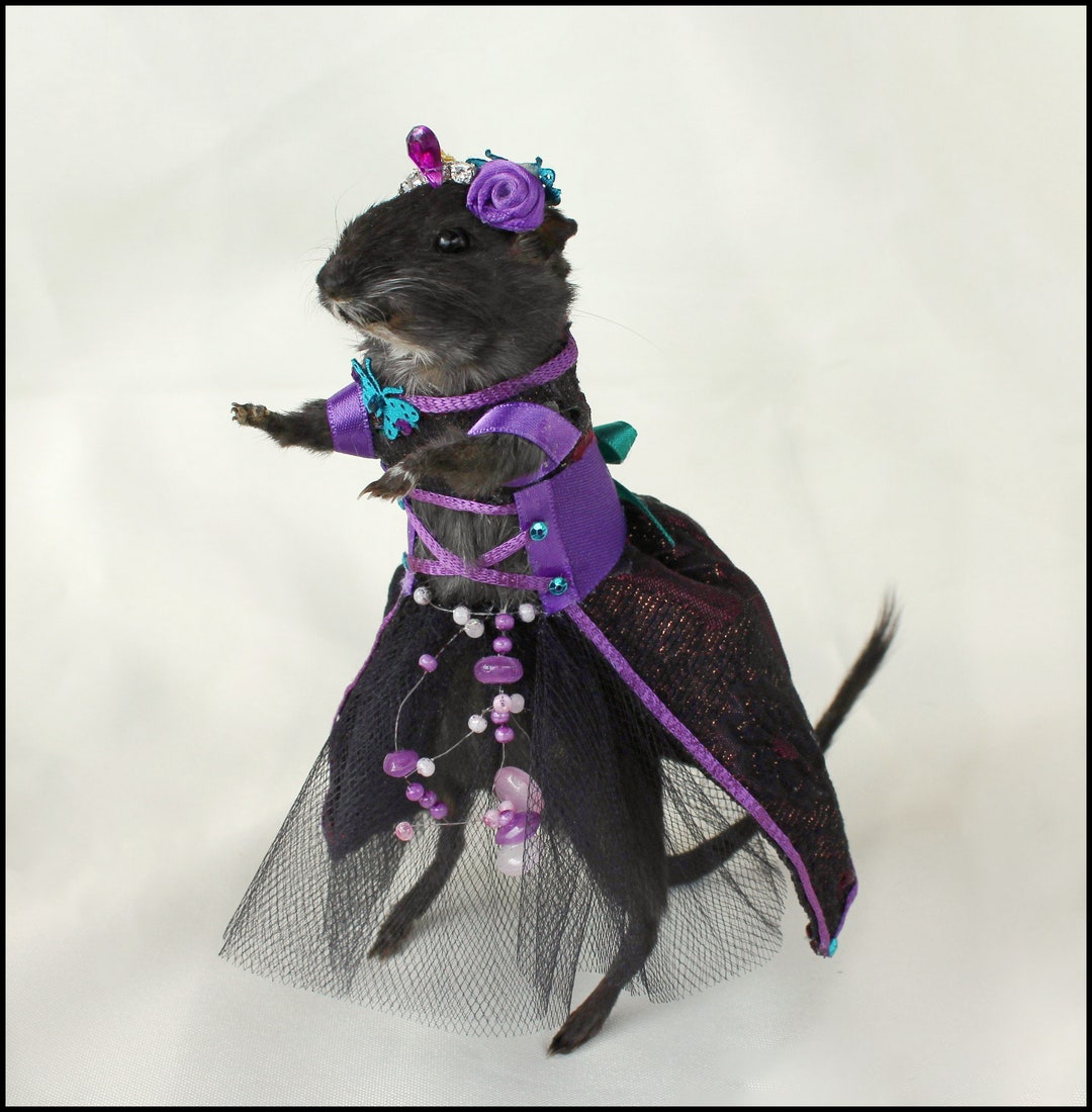 Taxidermy Gothic Goth Mouse Gerbil, Ethical Witch Micetaxidermy Mice ...