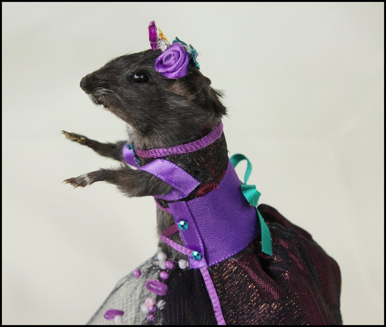 Taxidermy Gothic Goth Mouse Gerbil Ethical Witch - Etsy