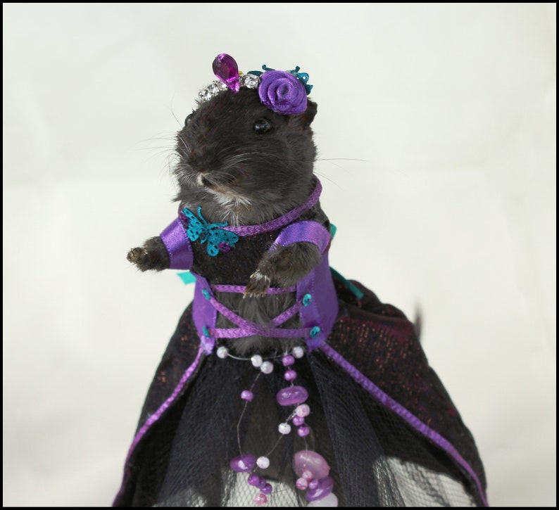 Taxidermy Gothic Goth Mouse Gerbil Ethical Witch - Etsy