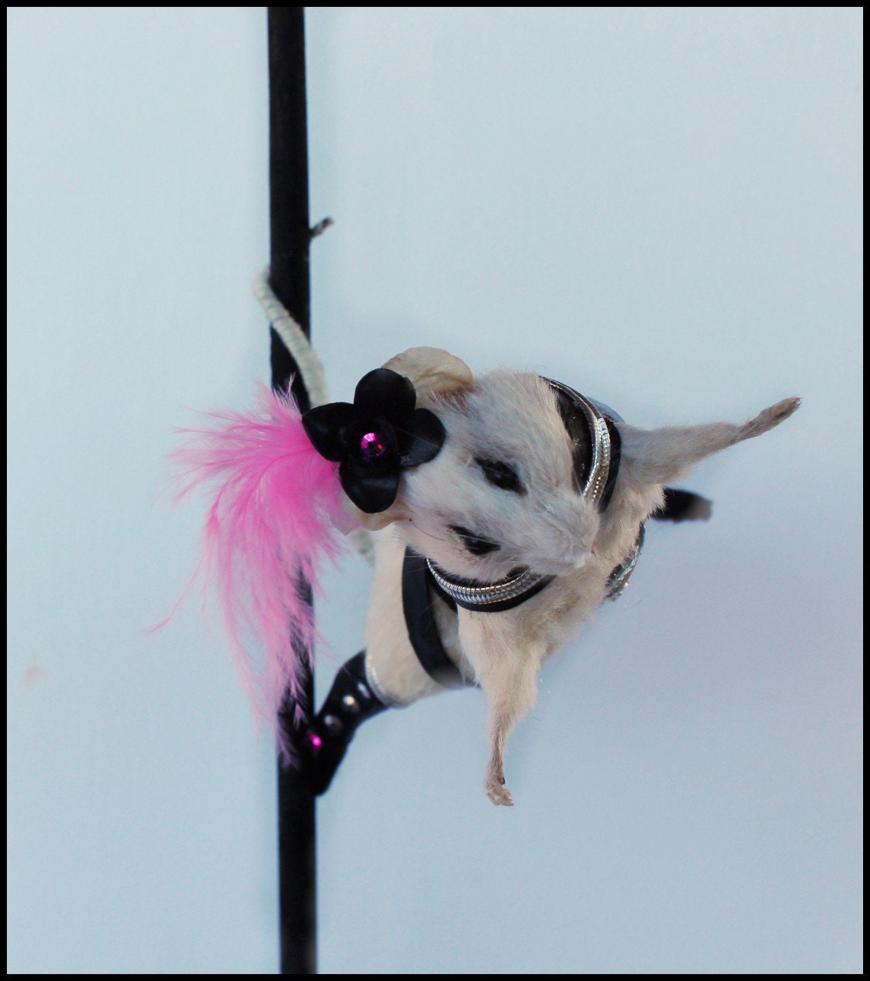 Taxidermy Mouse Pole Dancer Burlesque Stripper, Ethical Taxidermy Weird ...
