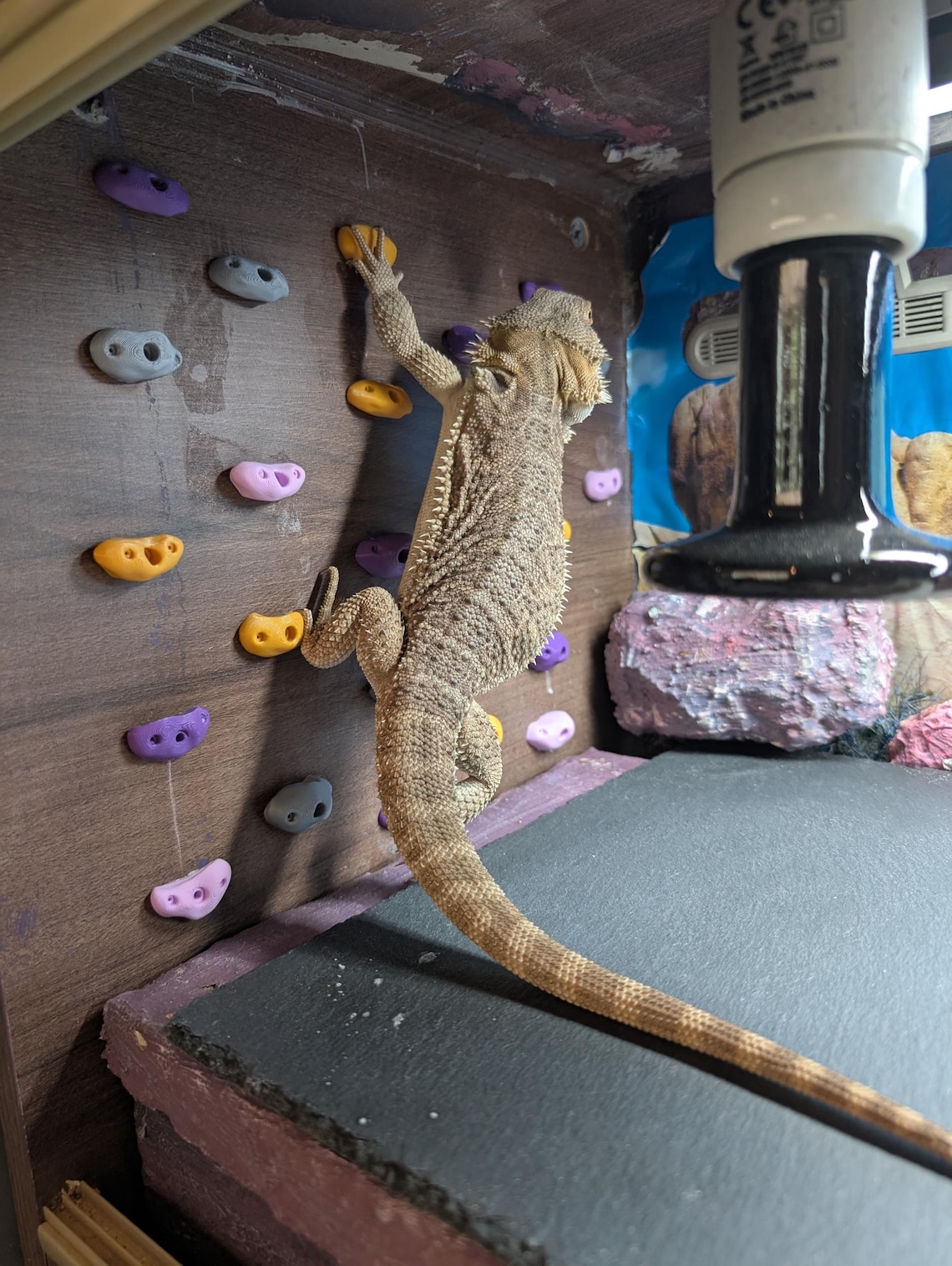 3D Printed Reptile Climbing Wall Rocks, Terrarium Decor for Lizards ...