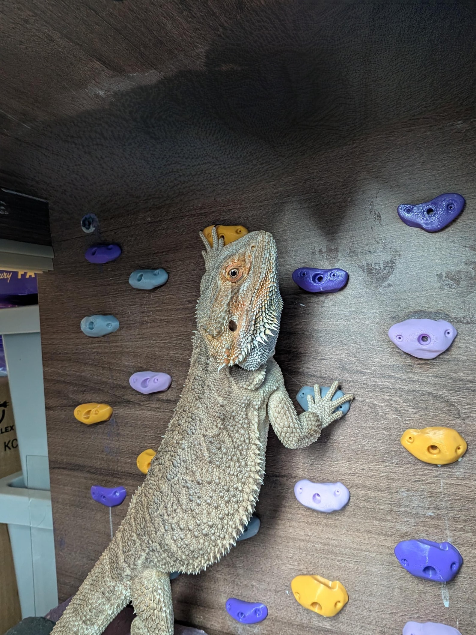 3D Printed Reptile Climbing Wall Rocks, Terrarium Decor for Lizards ...