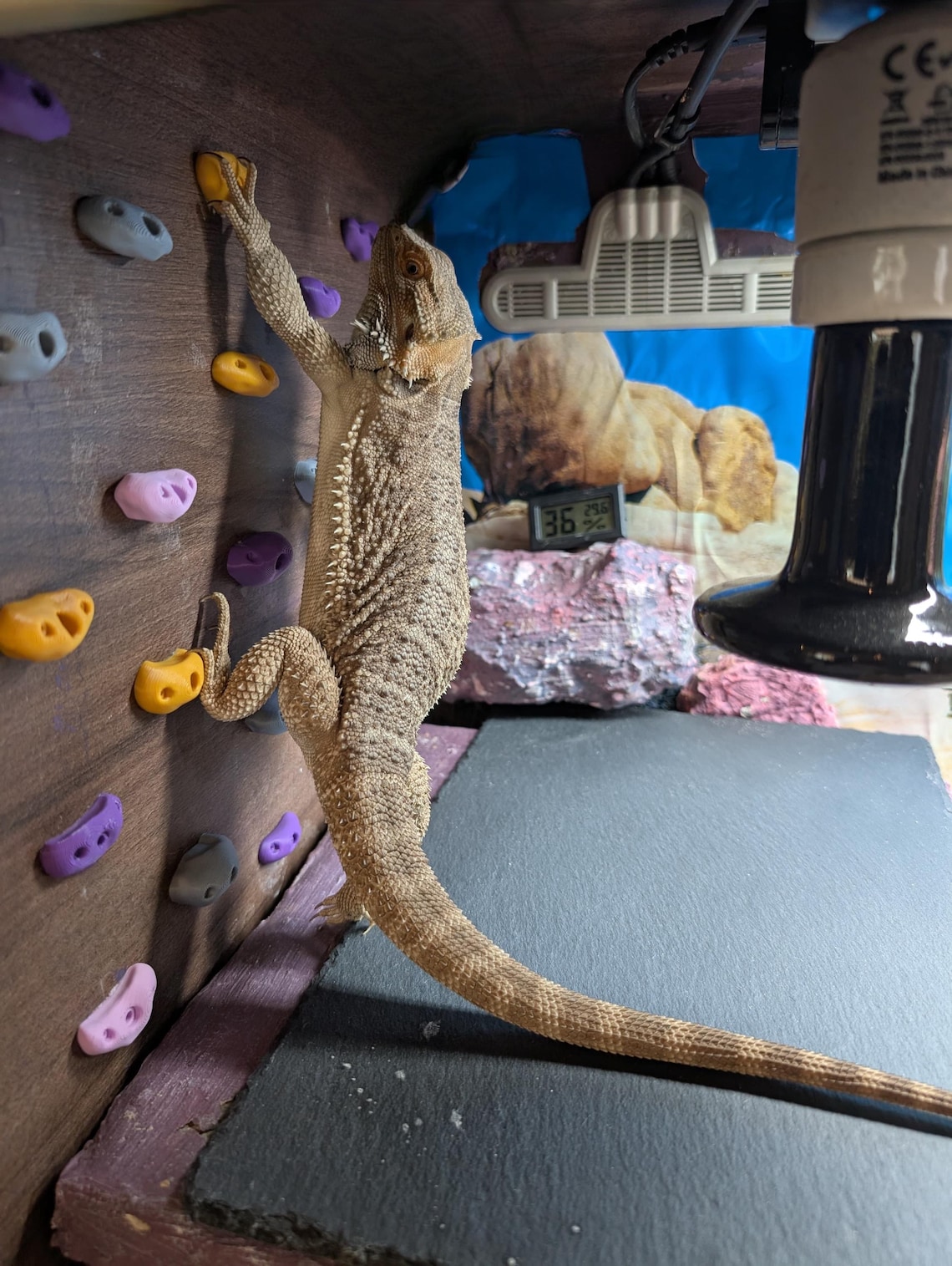 3D Printed Reptile Climbing Wall Rocks, Terrarium Decor for Lizards ...