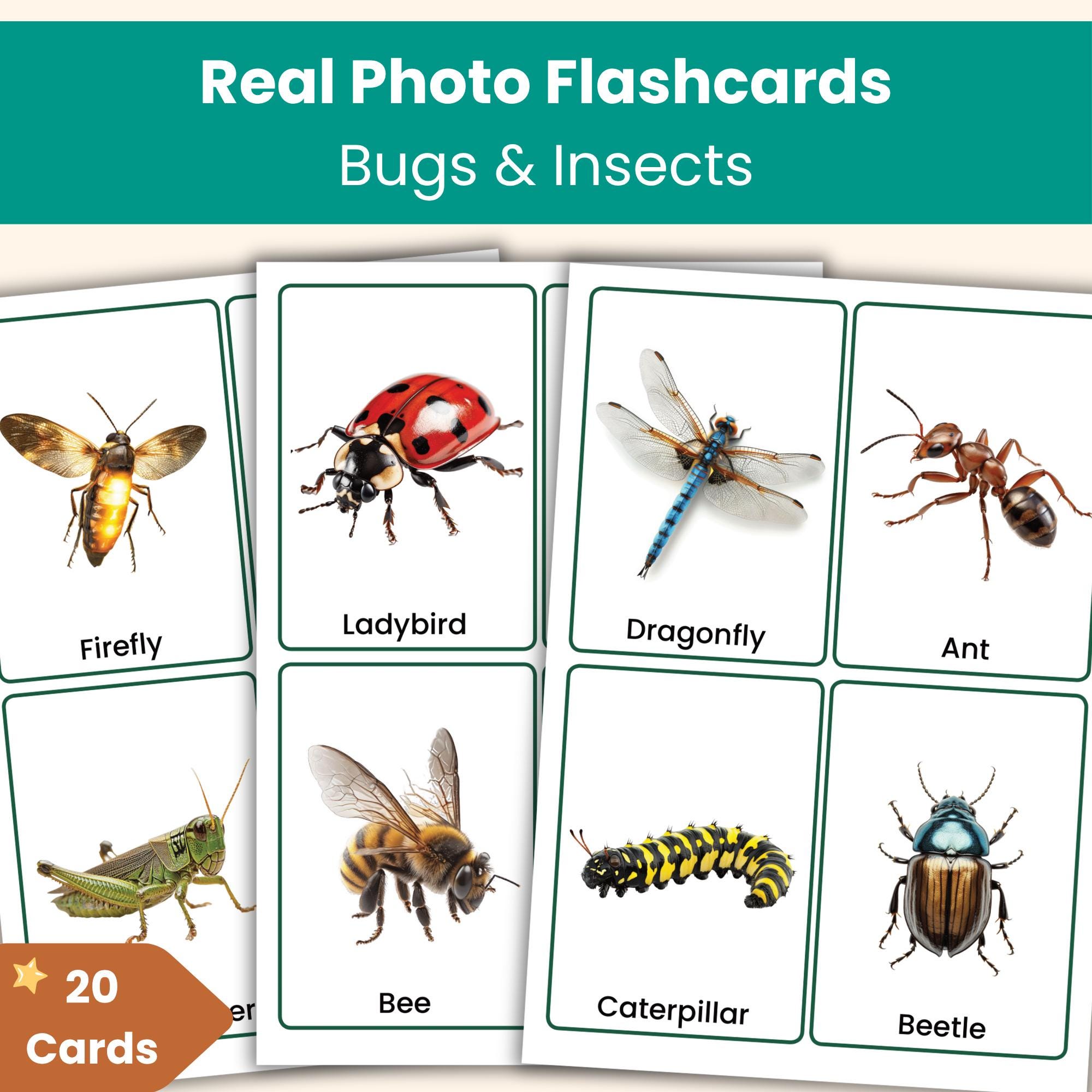 Bugs and Insects Flashcards | Real Photo Animal Vocabulary Cards for ...