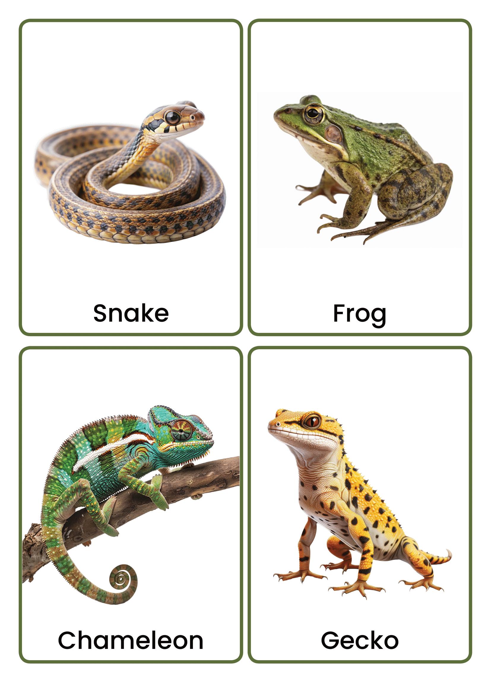 Reptiles and Amphibians Flashcards | Real Photo Animal Vocabulary Cards ...