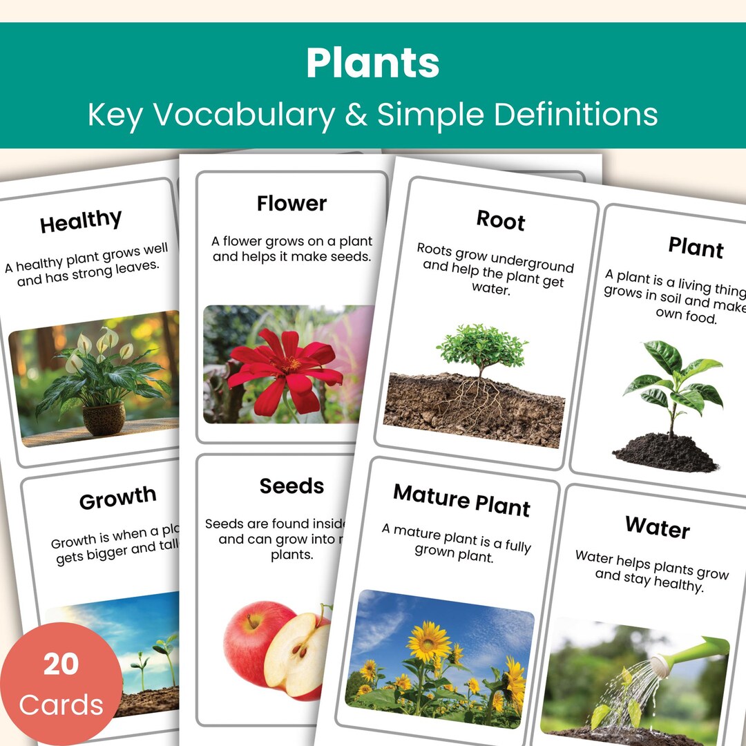 Year 2 Science Vocabulary Cards | Plants | Real Photo Flashcards | KS1 ...