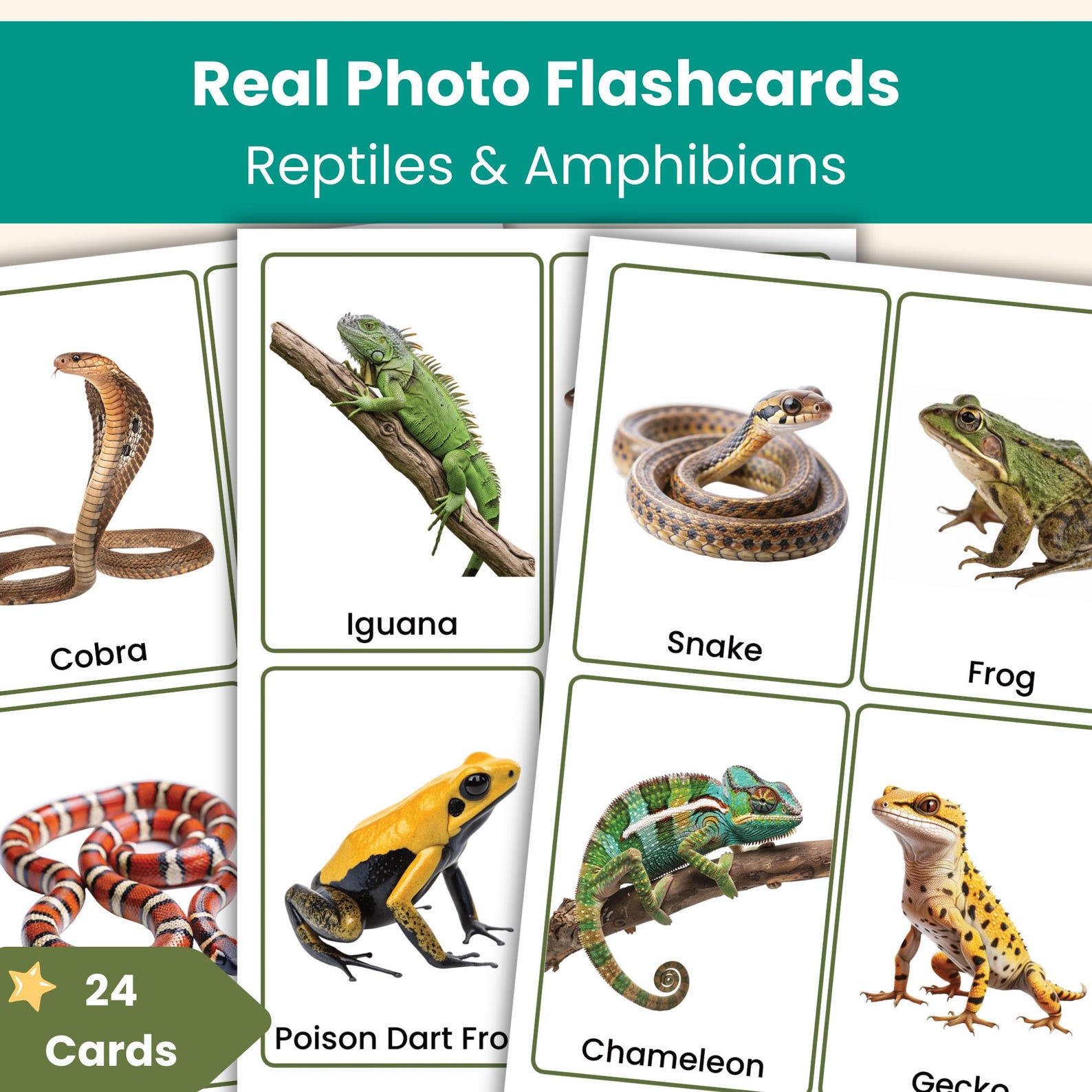 Reptiles and Amphibians Flashcards | Real Photo Animal Vocabulary Cards ...