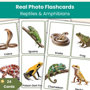 Reptiles and Amphibians Flashcards | Real Photo Animal Vocabulary Cards ...