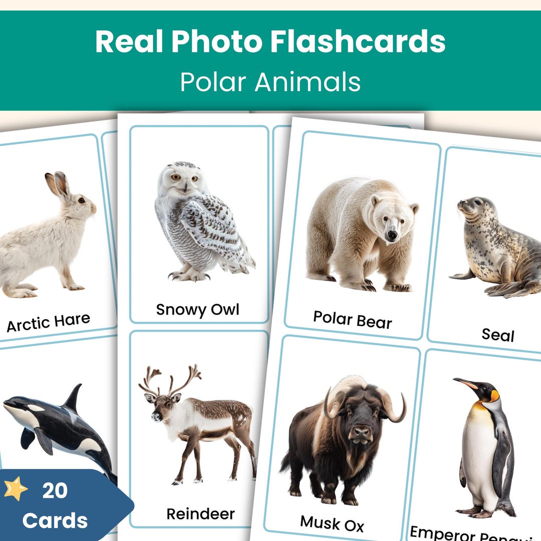 Polar Animals Flashcards | Real Photo Animal Vocabulary Cards for Kids ...