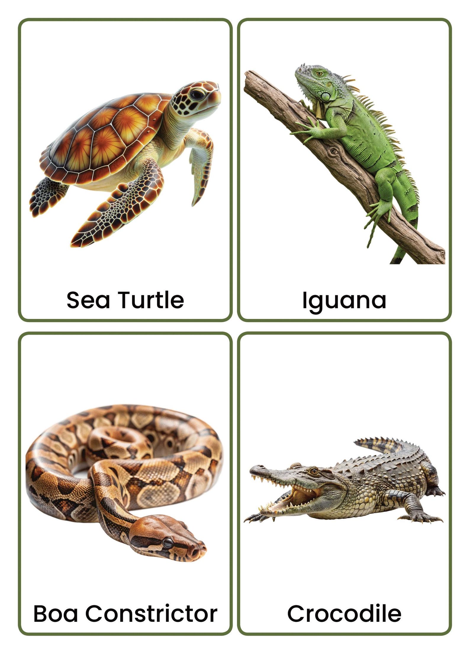 Reptiles and Amphibians Flashcards | Real Photo Animal Vocabulary Cards ...
